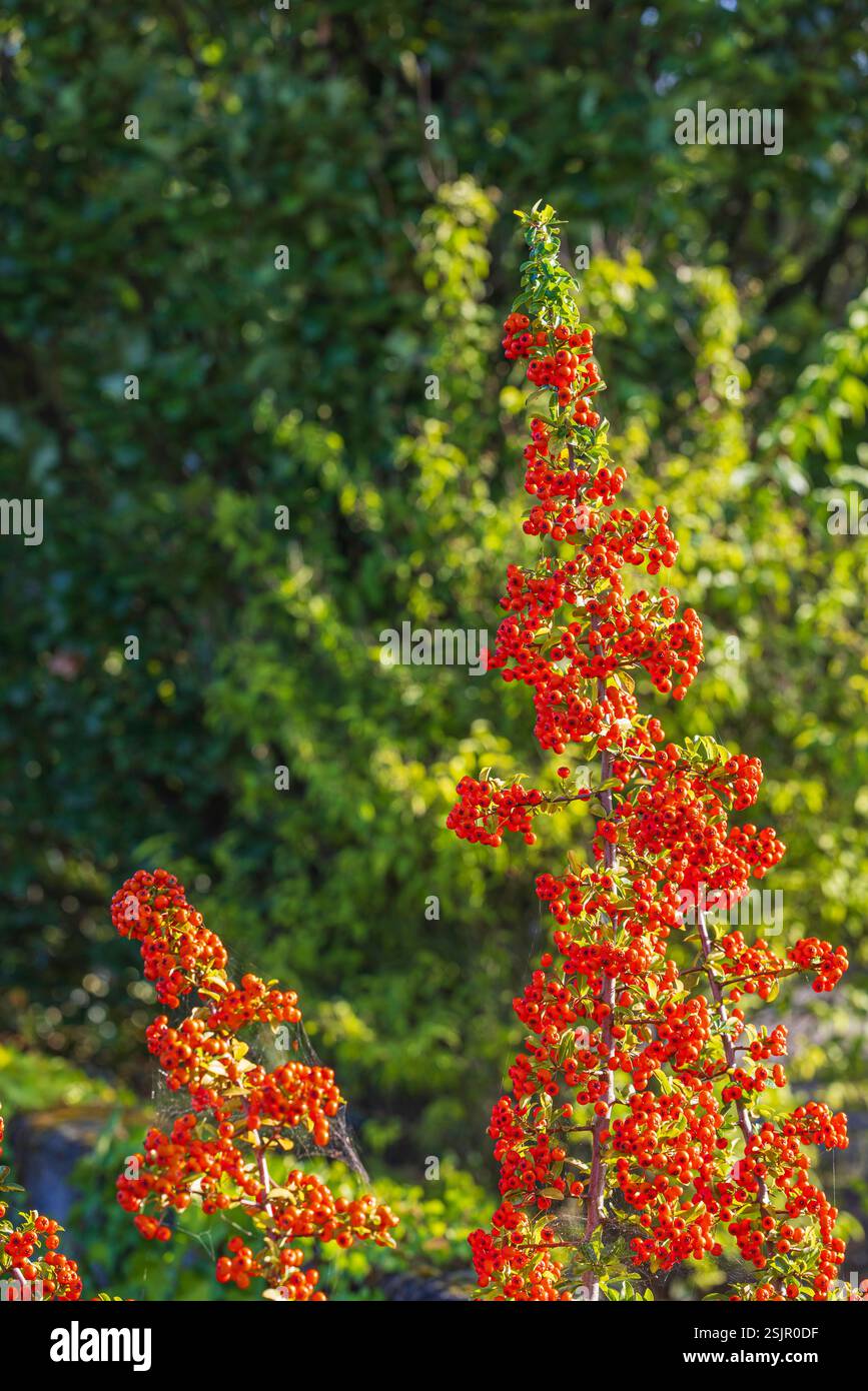 Sea buckthorn berries on the bush Stock Photo - Alamy