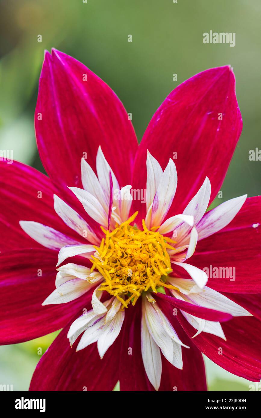 Night butterfly hi-res stock photography and images - Alamy