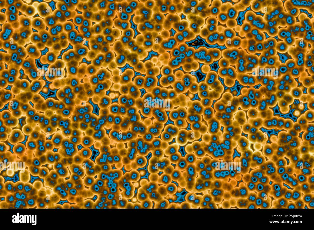 Shape Of Bacterial Cell Cocci Bacilli Spirilla Bacteria Background