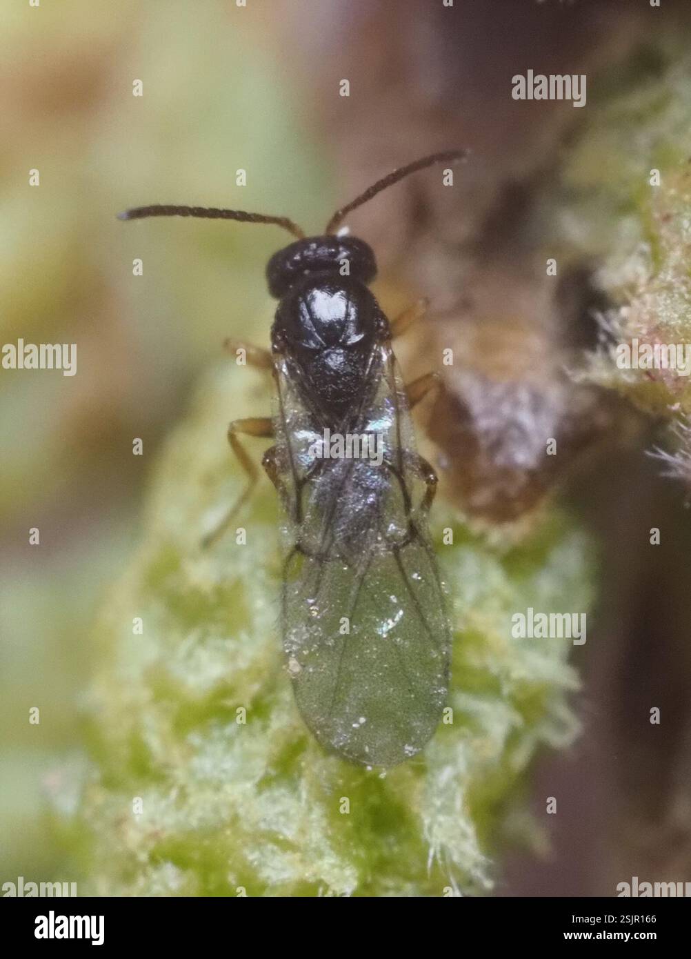 Oak Gall Wasps (Cynipini), Insecta, Rosewood, Austin, TX 78702, USA ...