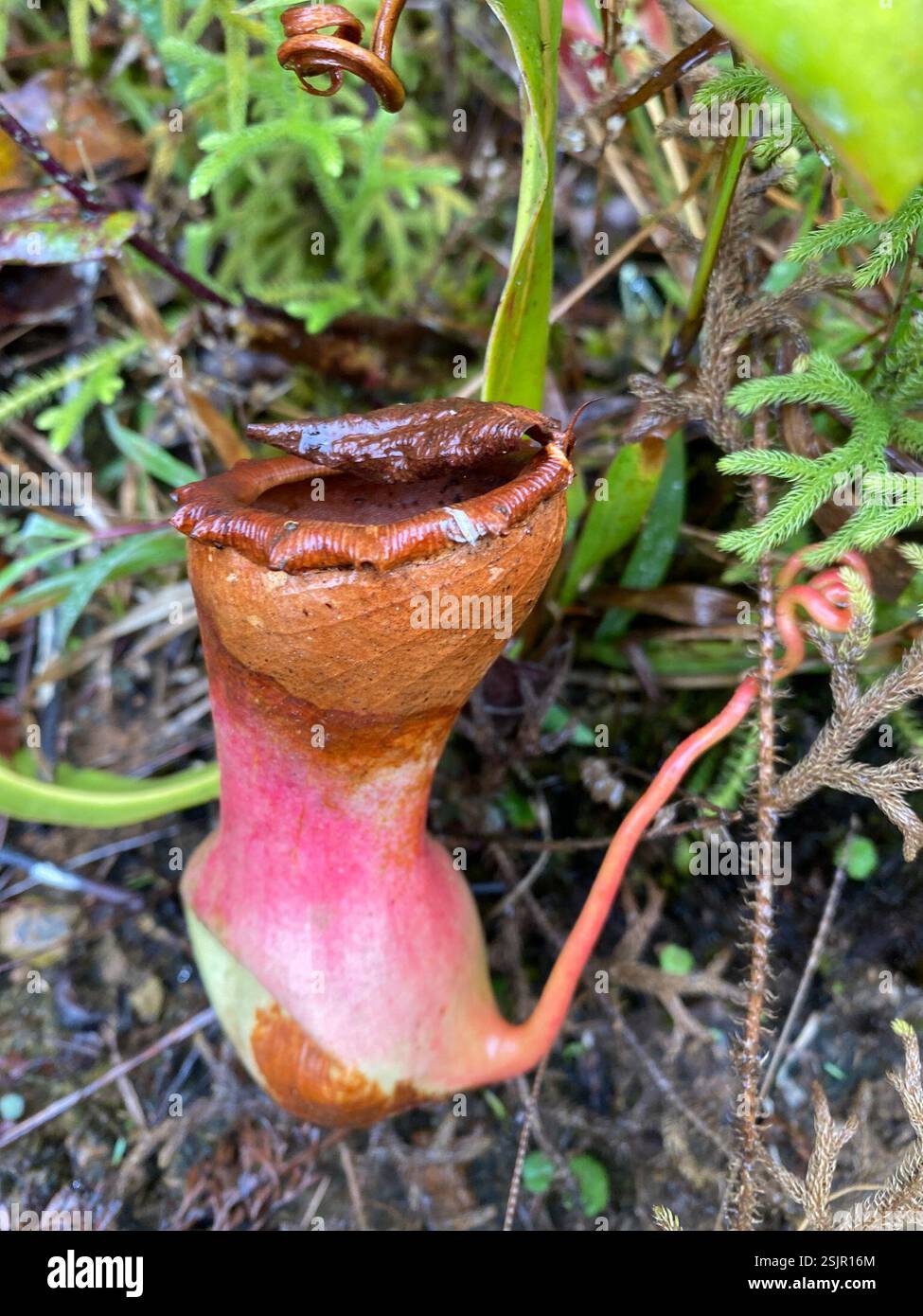 (Nepenthes ventricosa), Plantae, Philippines, Pitchers iPhone width and ...
