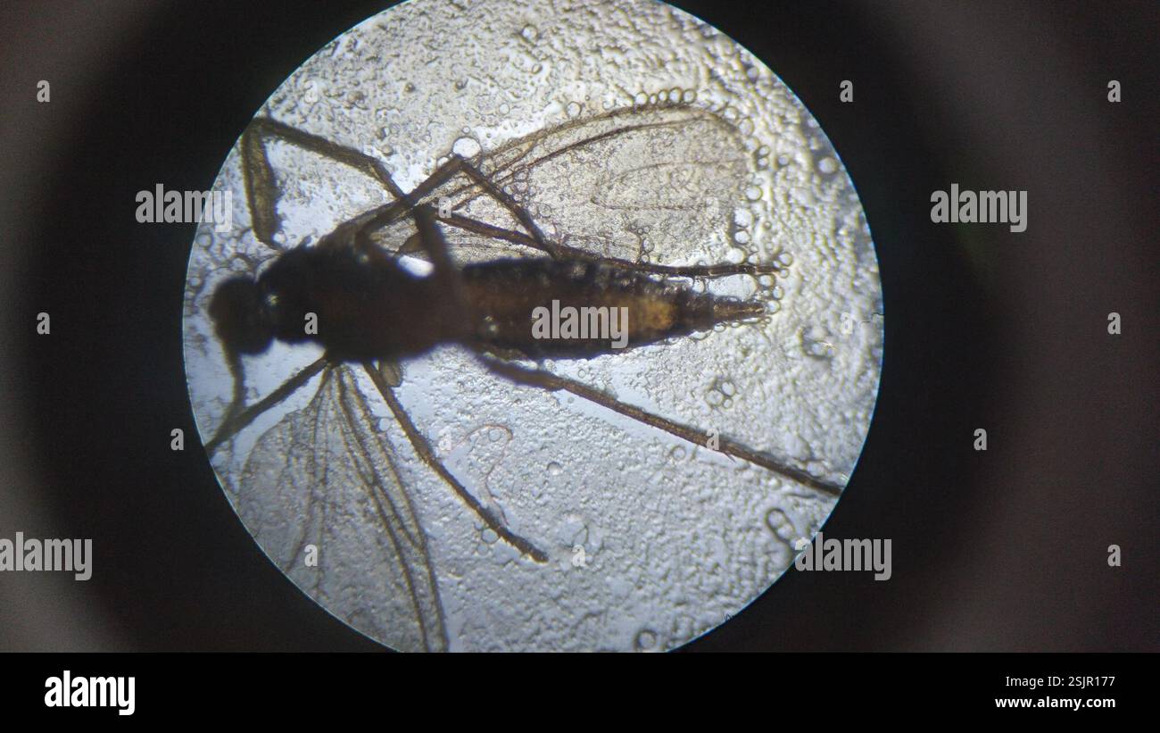 Dark-winged Fungus Gnats (Sciaridae), Insecta, Division No. 5, CA-SK ...