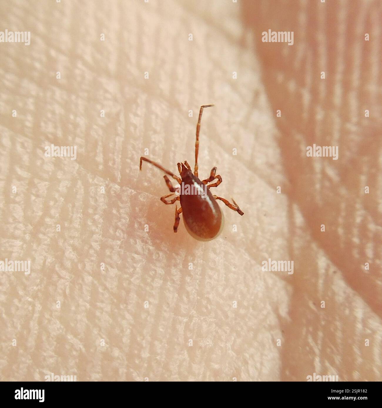 (Parasitidae), Arachnida, Kosanin dol, Pancharevo, Bulgaria Stock Photo ...