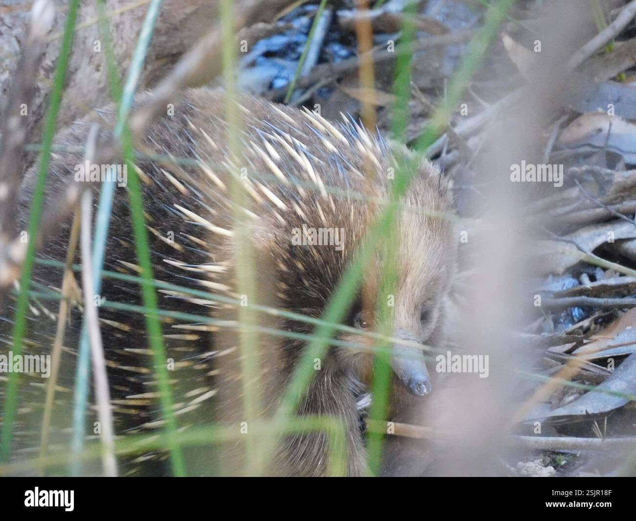 Tasmanian Echidna (Tachyglossus aculeatus setosus), Mammalia, Hobart ...