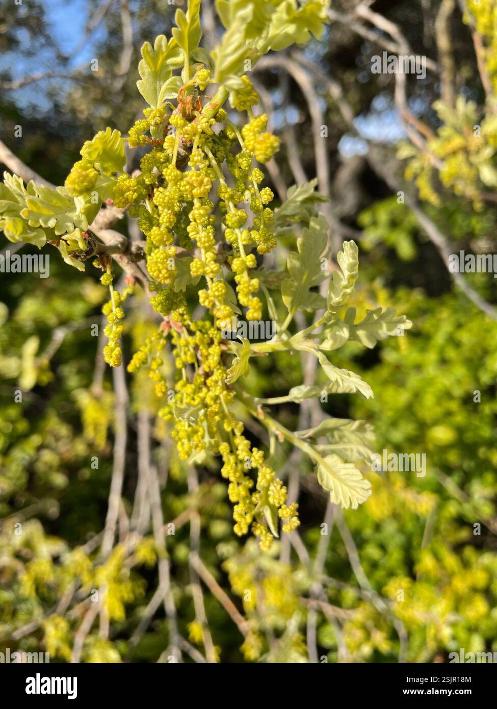 valley oak (Quercus lobata), Plantae, Santa Clara, California, United ...