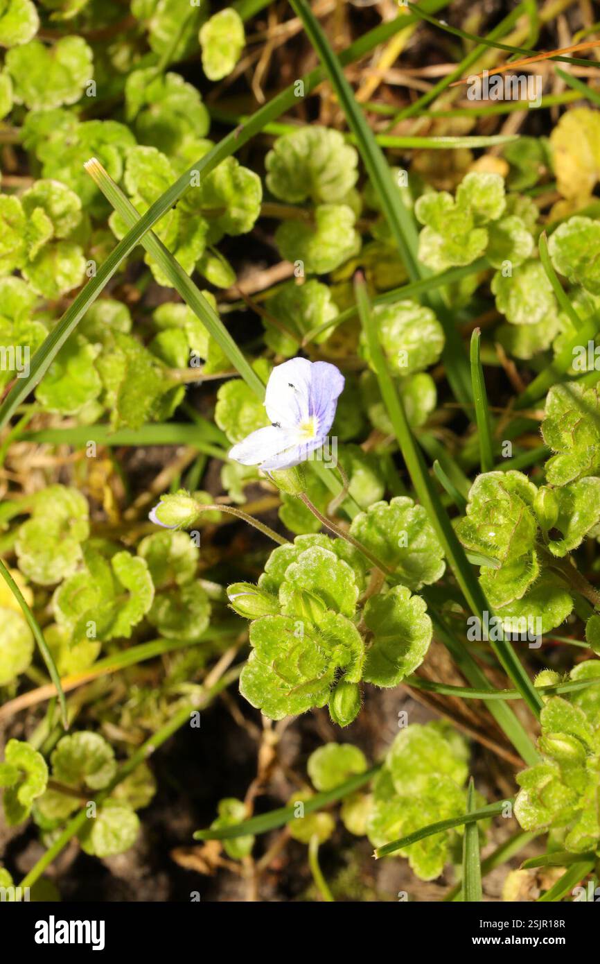 bird's-eye speedwell (Veronica persica), Plantae, Netherley Park, Wood ...