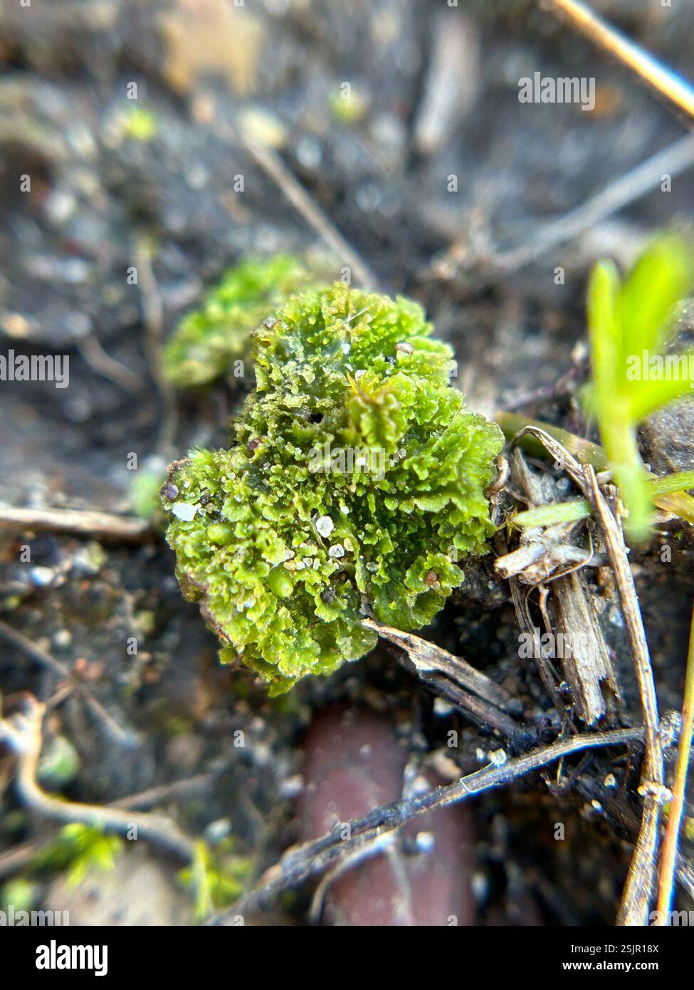 liverworts (Marchantiophyta), Plantae, Monaña de Oro State Park, Los ...