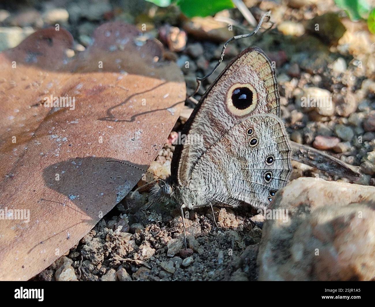 Common Five-ring (Ypthima baldus), Insecta, Kumplampoika, Kerala 689661 ...