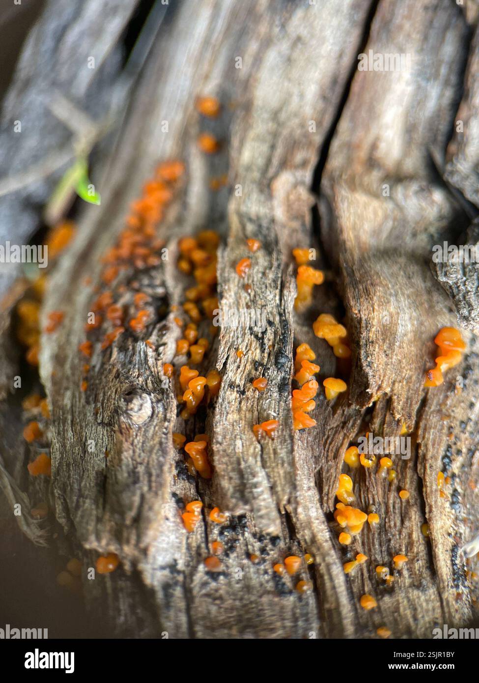 Yellow Hat Jelly (Dacrymyces capitatus), Fungi, Via Laguna Vista, San ...