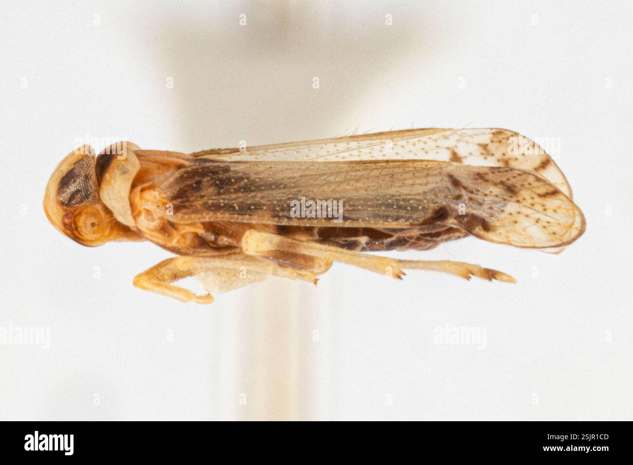 (Haplaxius lyssa), Insecta, Puyo, Ecuador, photographs taken by Solomon ...