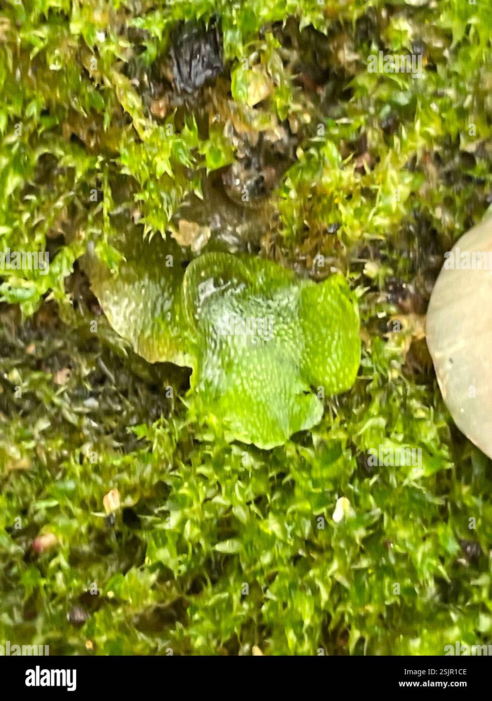 Crescent-cup liverwort (Lunularia cruciata), Plantae, Torrey Pines ...