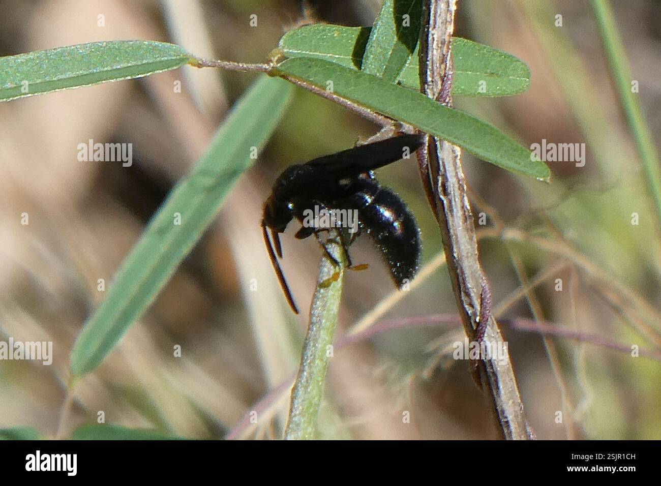 Yellow-headed Flower Wasp (Scolia verticalis), Insecta, Anstead ...