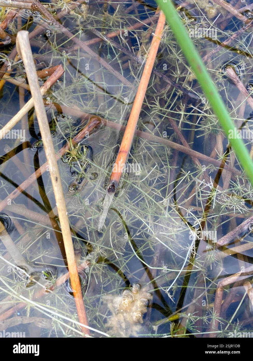 muskgrass (Chara), Plantae, Chapel Trail Park Nature Preserve, Pembroke ...