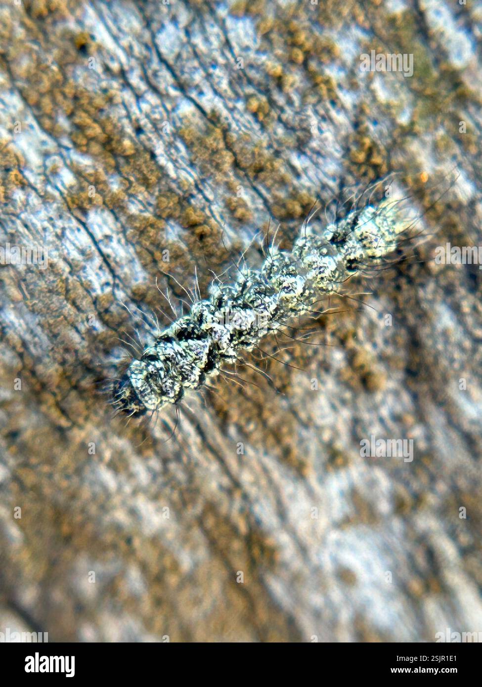 Lichen Moths (Lithosiini), Insecta, Pecho Rd, Los Osos, CA, US Stock ...