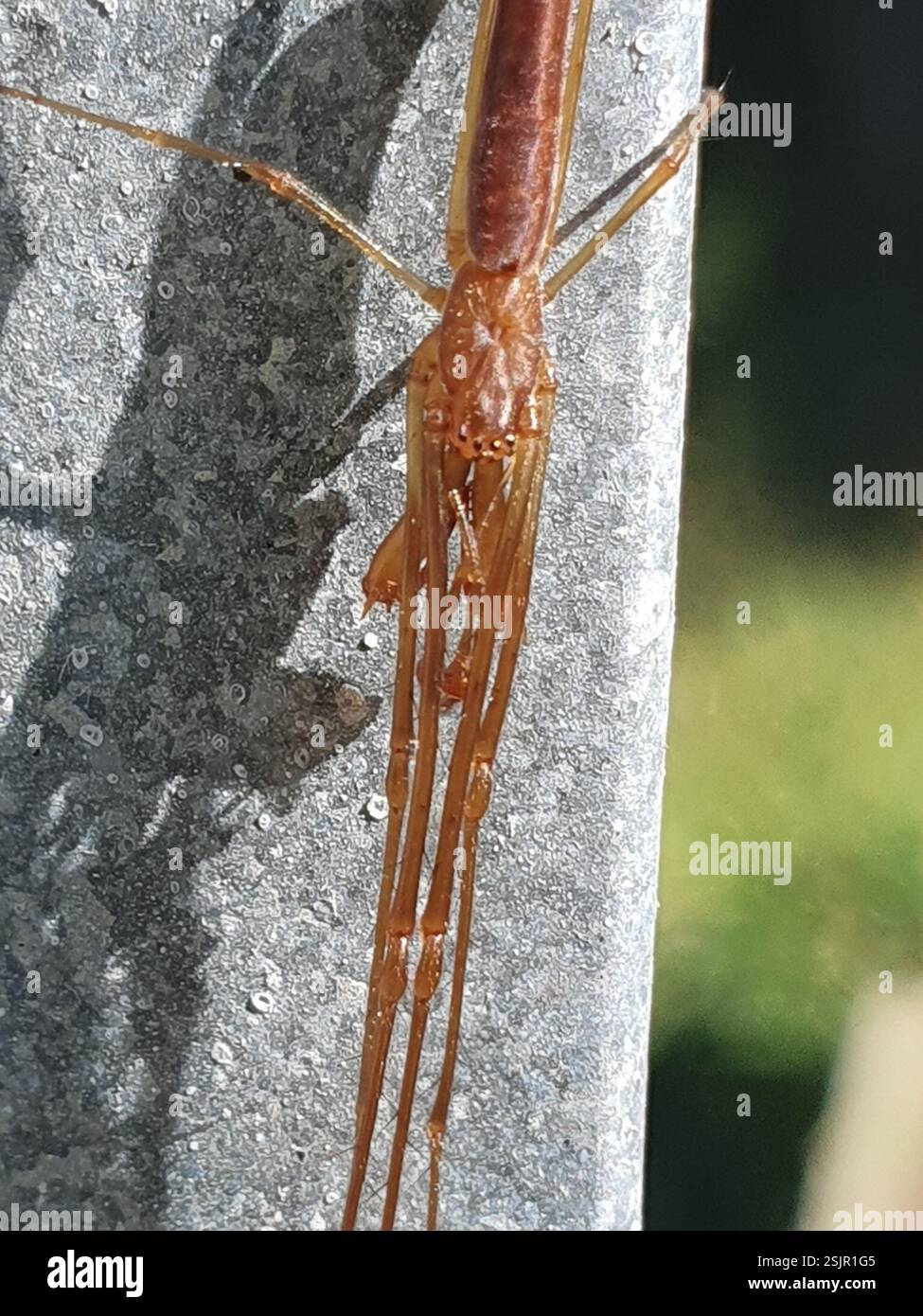 Stretch Spiders (Tetragnatha), Arachnida, Mākara, Wellington, New ...