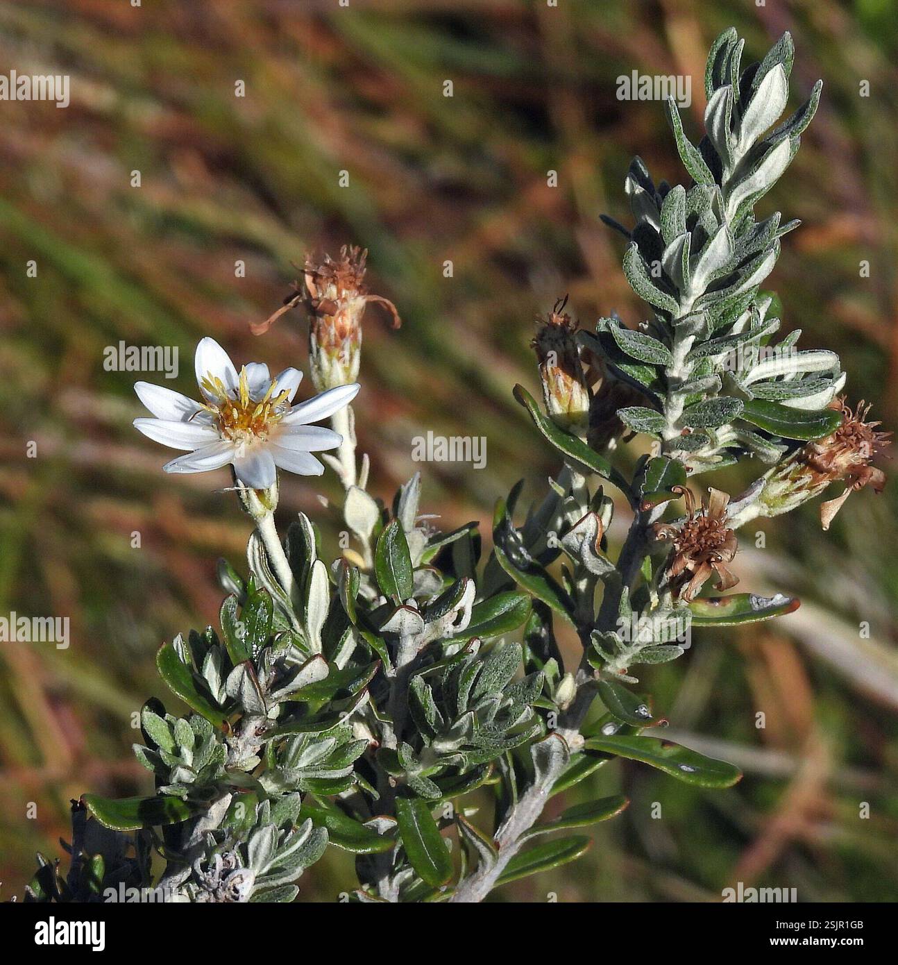 Fachine (Chiliotrichum diffusum), Plantae, Ushuaia, Tierra del Fuego ...