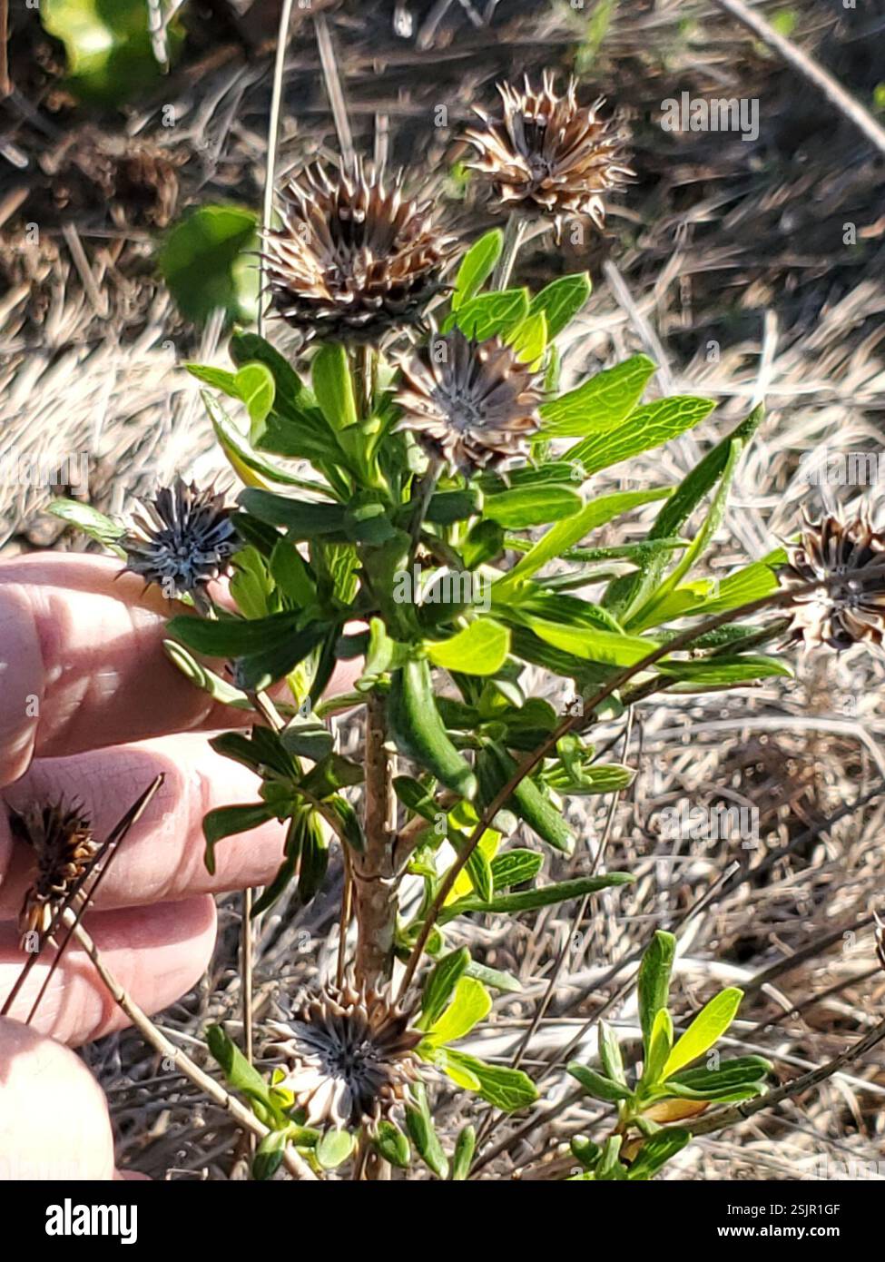 sea ox-eye (Borrichia frutescens), Plantae, Charleston, South Carolina ...