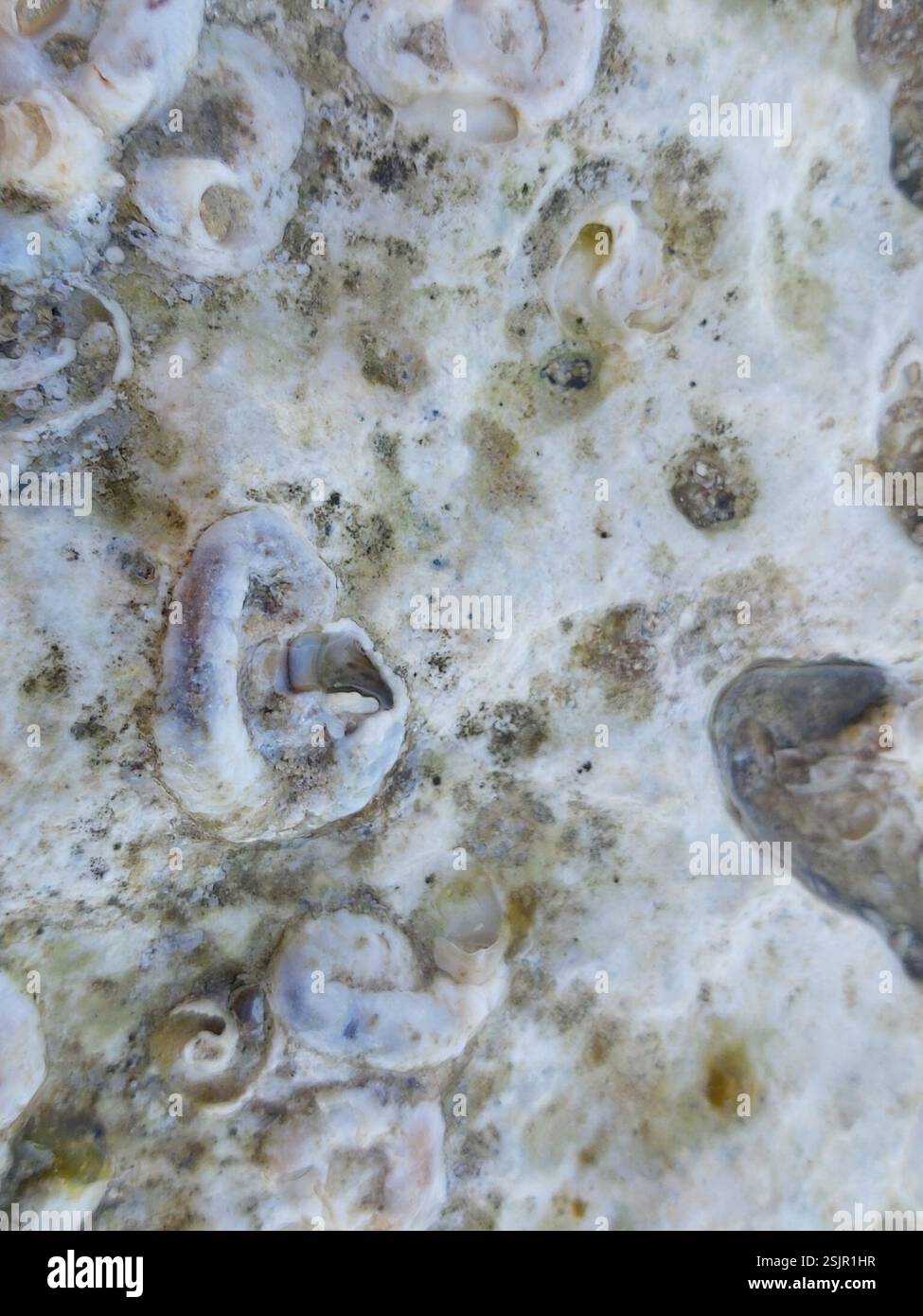 Worm Snails (Vermetidae), Mollusca, Comino, Ghajnsielem, Malta Stock ...
