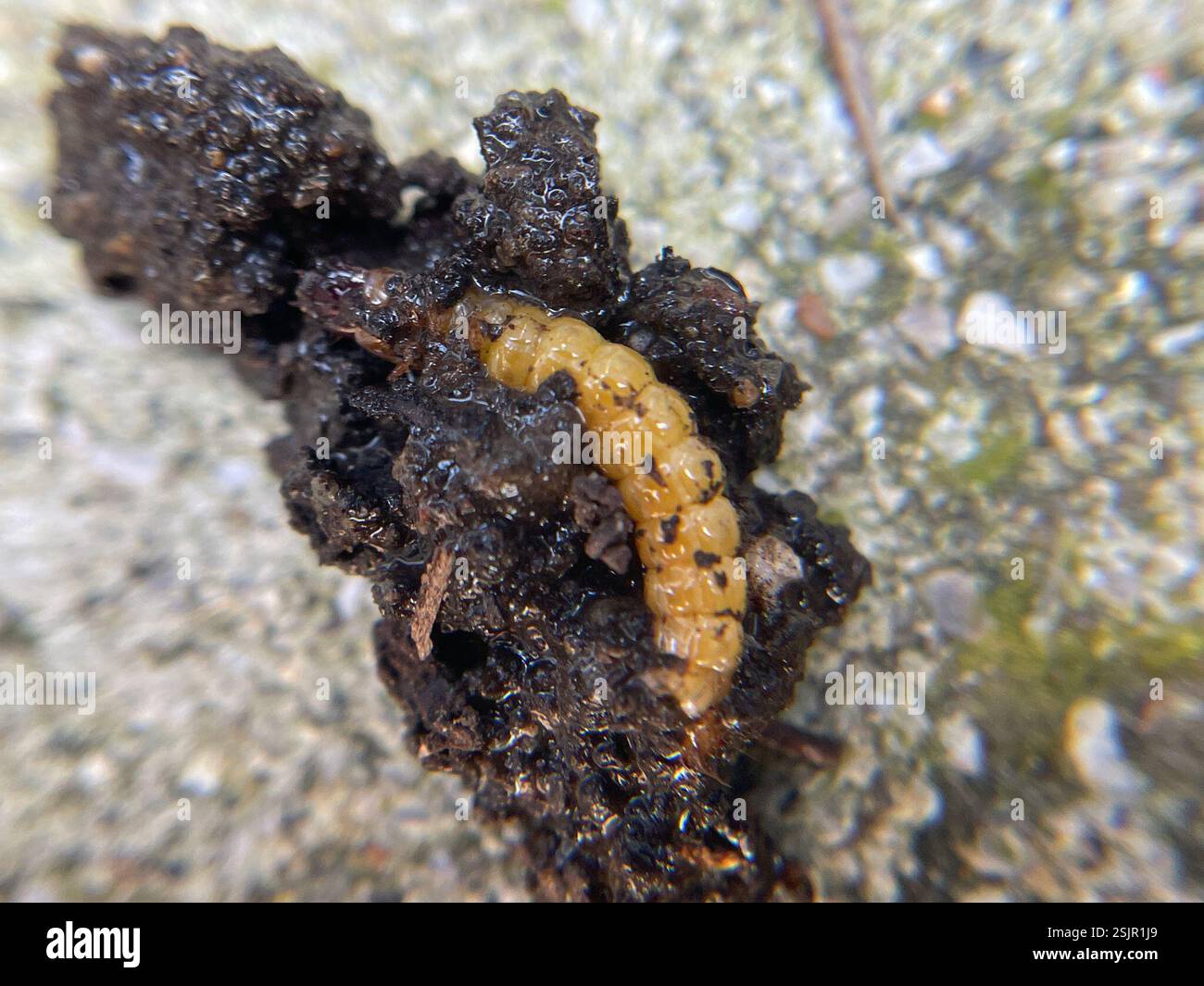 Beetles (Coleoptera), Insecta, California, US, Found in a bag of ...