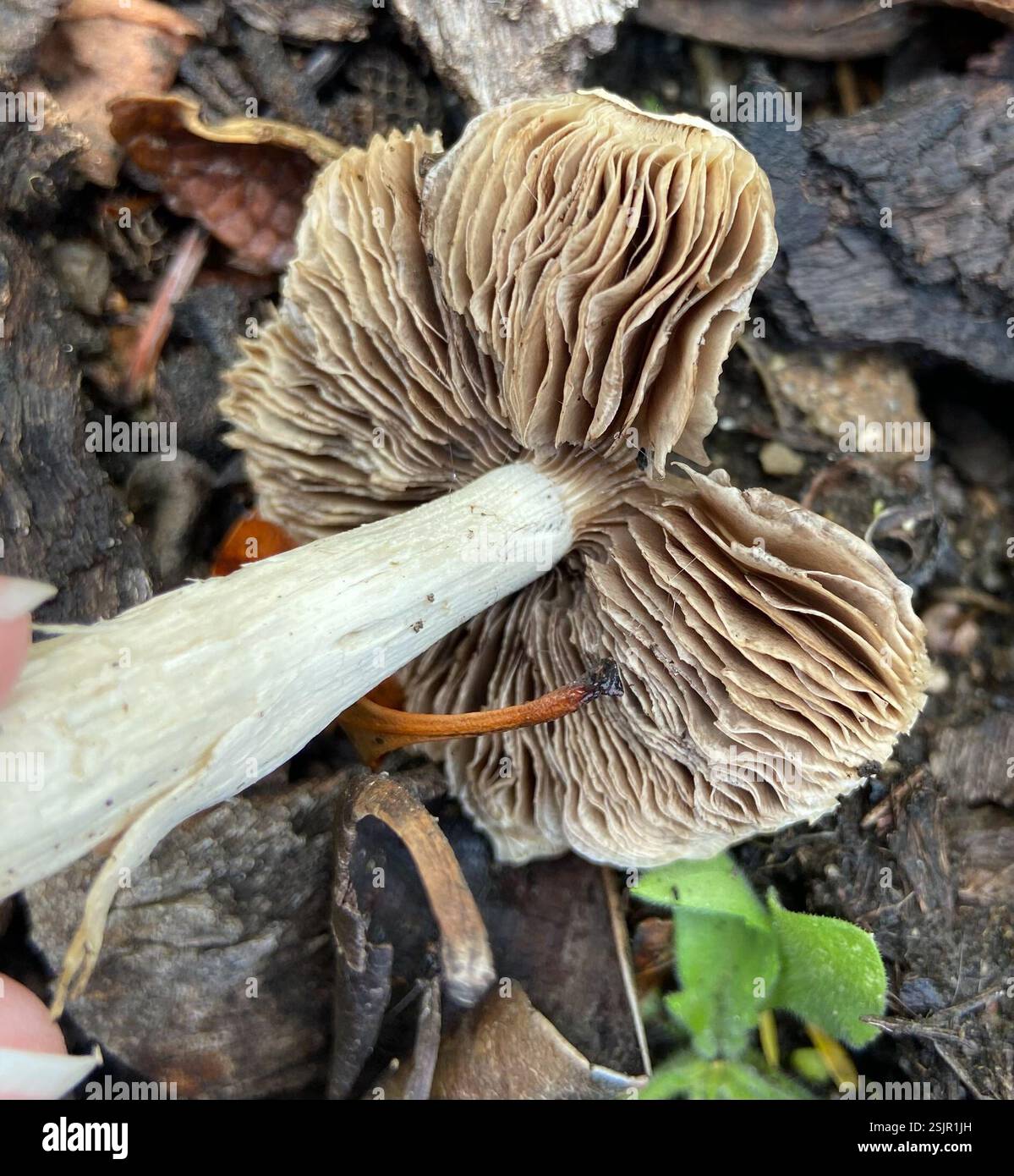Brittlestems and Allies (Psathyrellaceae), Fungi, Watseka Ave, Los ...