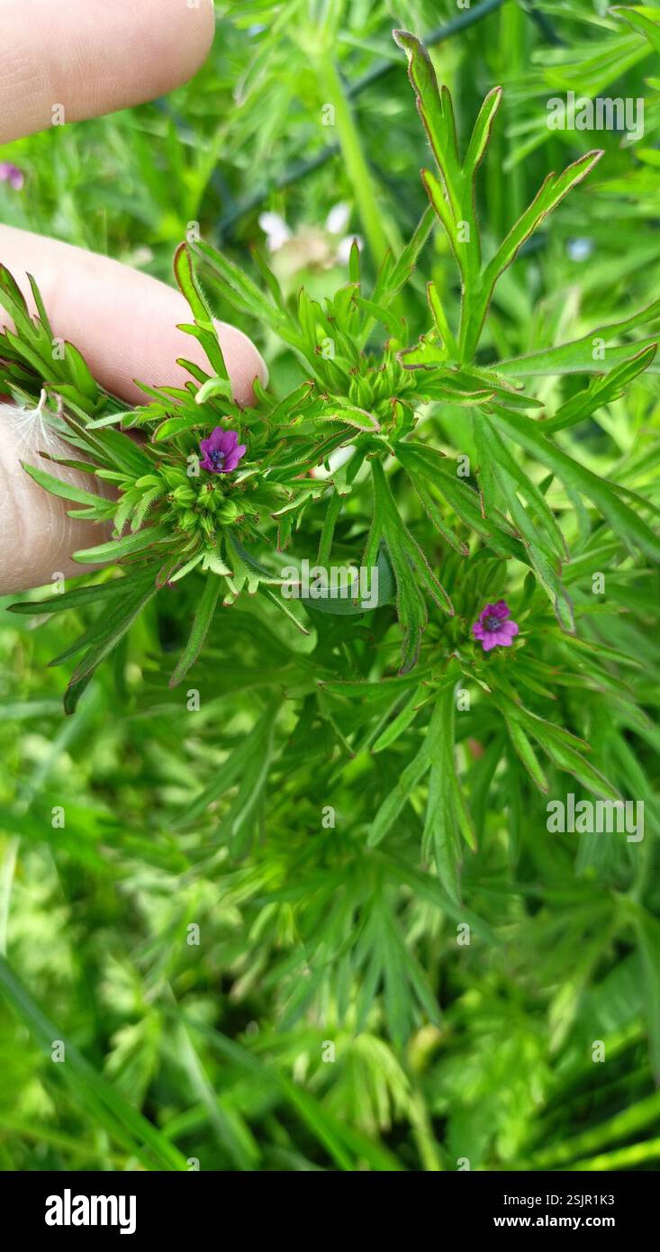 Cut-leaved crane's-bill (Geranium dissectum), Plantae, Redona, Bergamo ...