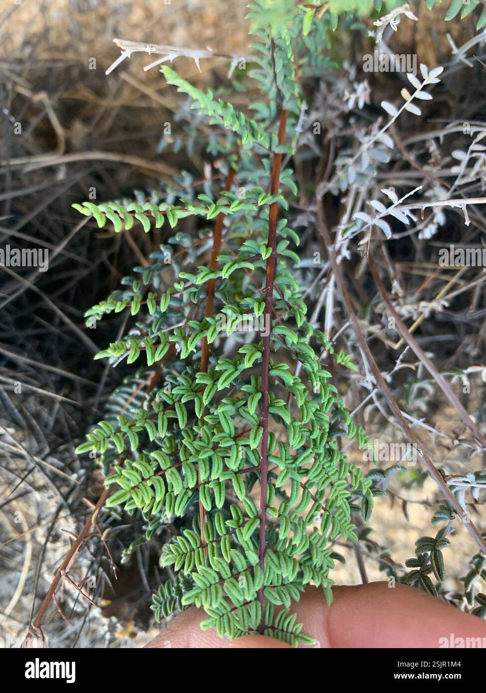 bird's foot cliffbrake (Pellaea mucronata), Plantae, Joshua Tree ...