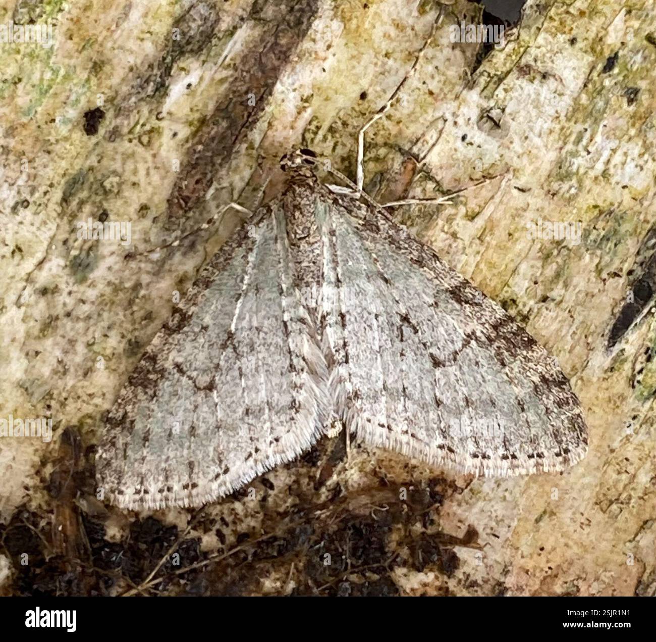 Early Tooth-striped (Trichopteryx carpinata), Insecta, New Forest ...