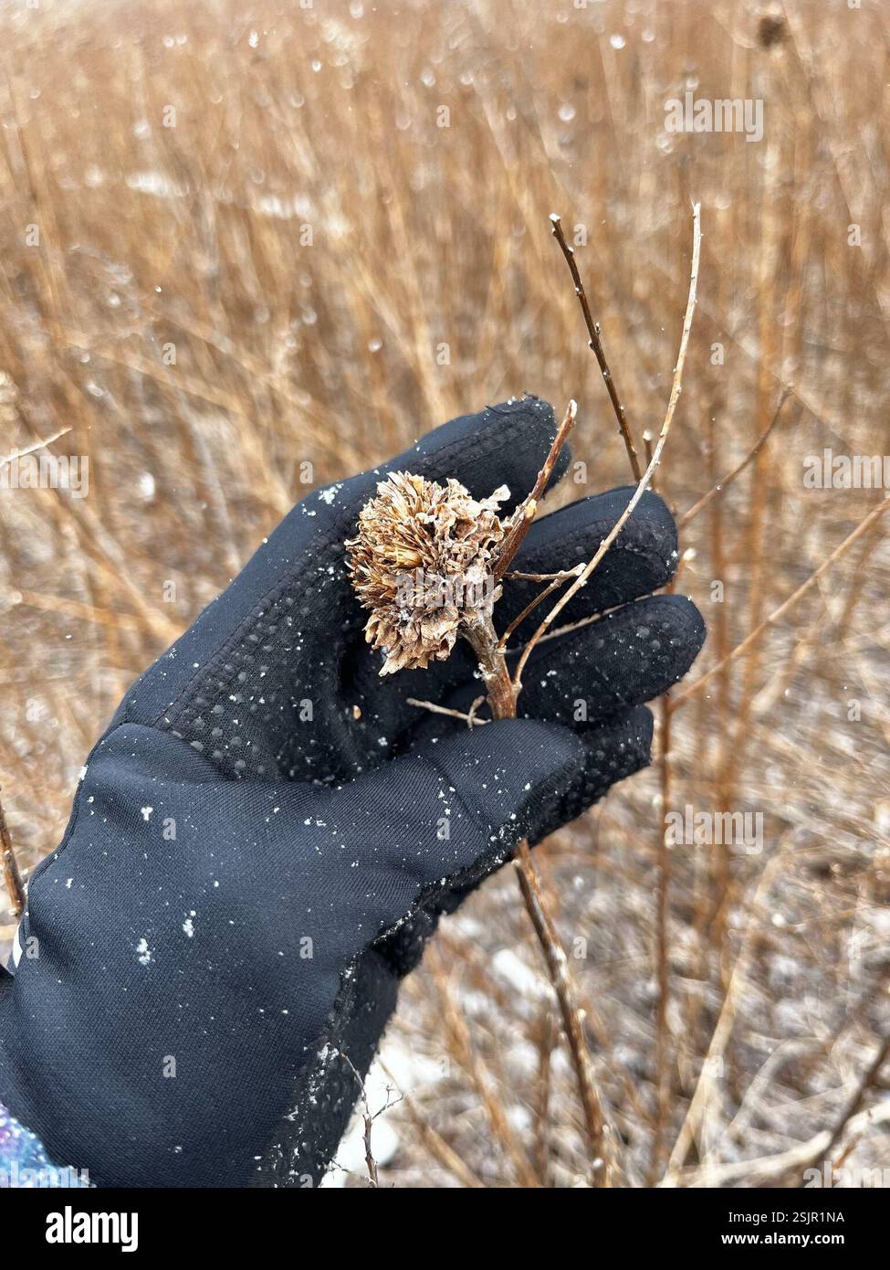 Goldenrod Bunch Gall Midge (Rhopalomyia solidaginis), Insecta, Hyde ...
