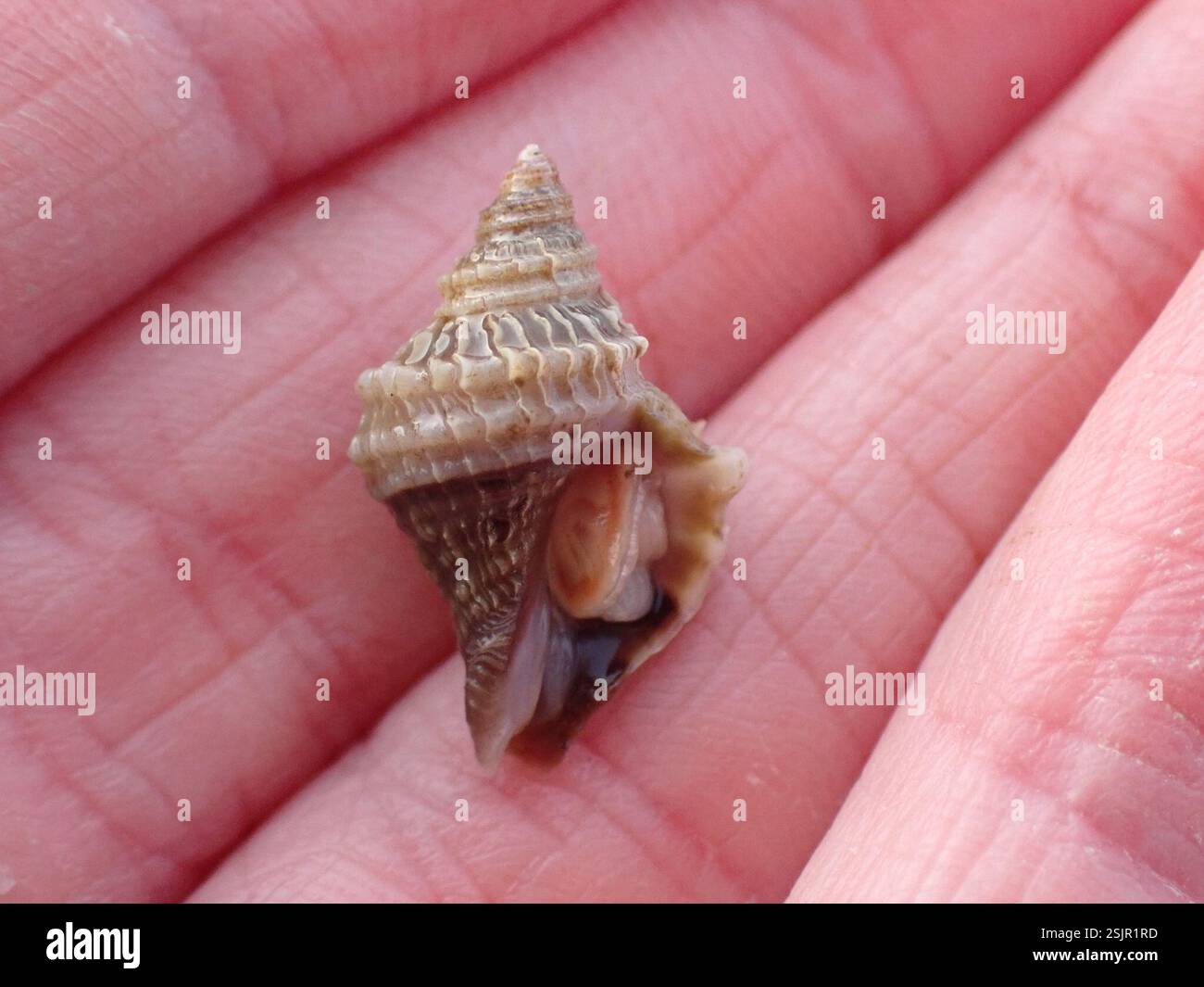 Frilled Dogwinkle (Nucella lamellosa), Mollusca, Oak Bay, BC, Canada ...