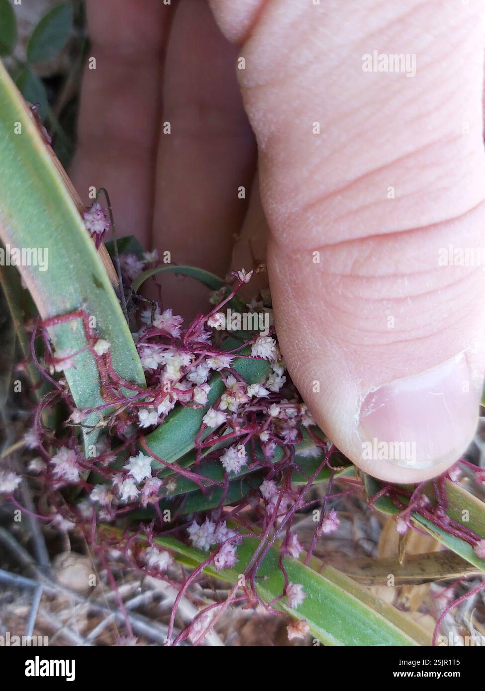 Clover Dodder (Cuscuta epithymum), Plantae, Pembrukas, Malta Stock ...