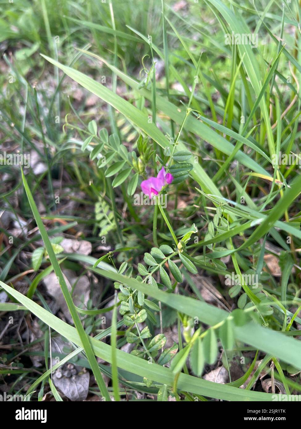 Common Vetch (Vicia sativa), Plantae, McKinney, TX, US Stock Photo - Alamy