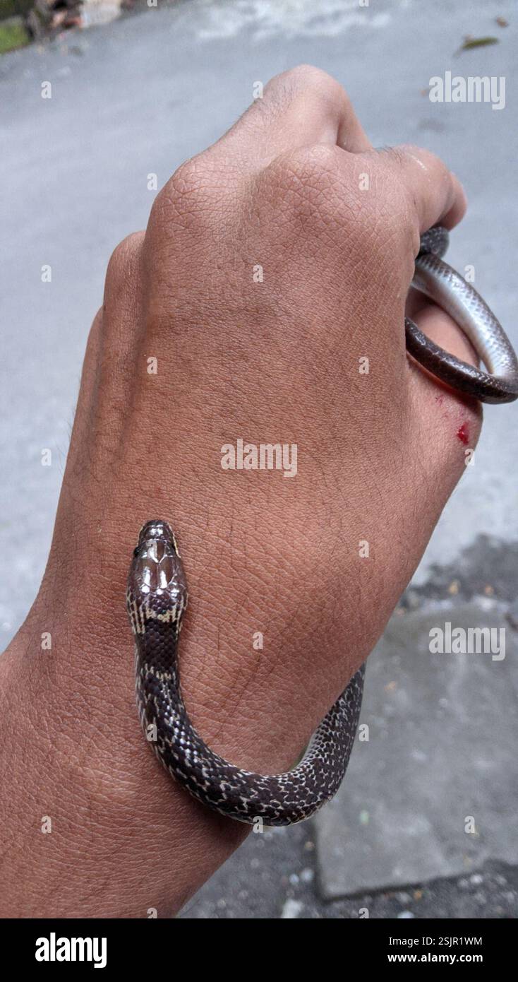 Common Wolf Snake (Lycodon capucinus), Reptilia, Kos Riski Putra Stock ...