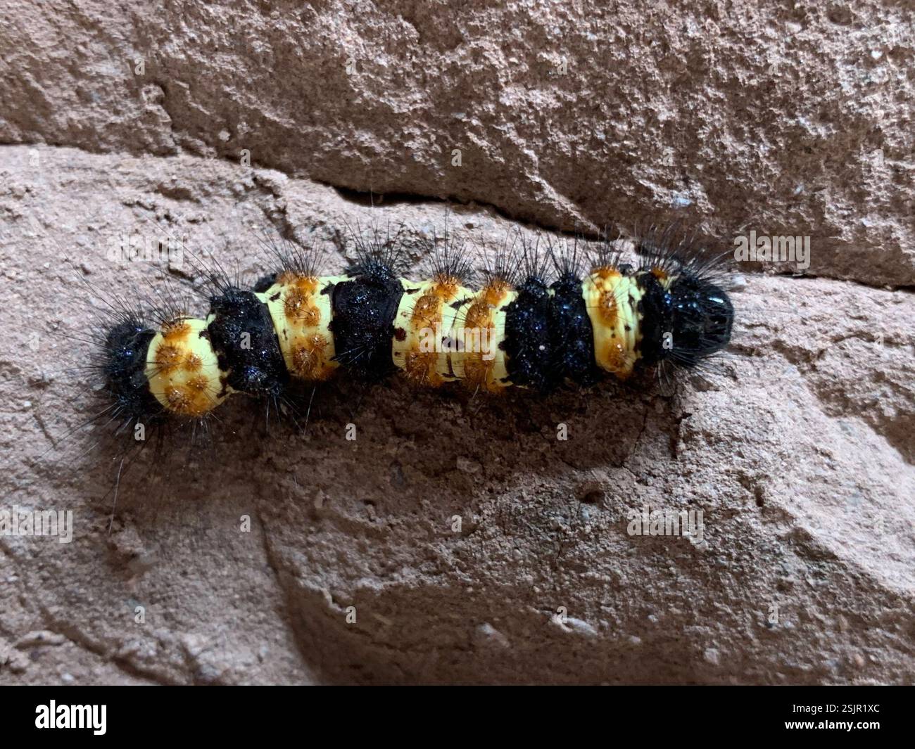 Northern Giant Flag Moth (Dysschema howardi), Insecta, Sevilleta ...