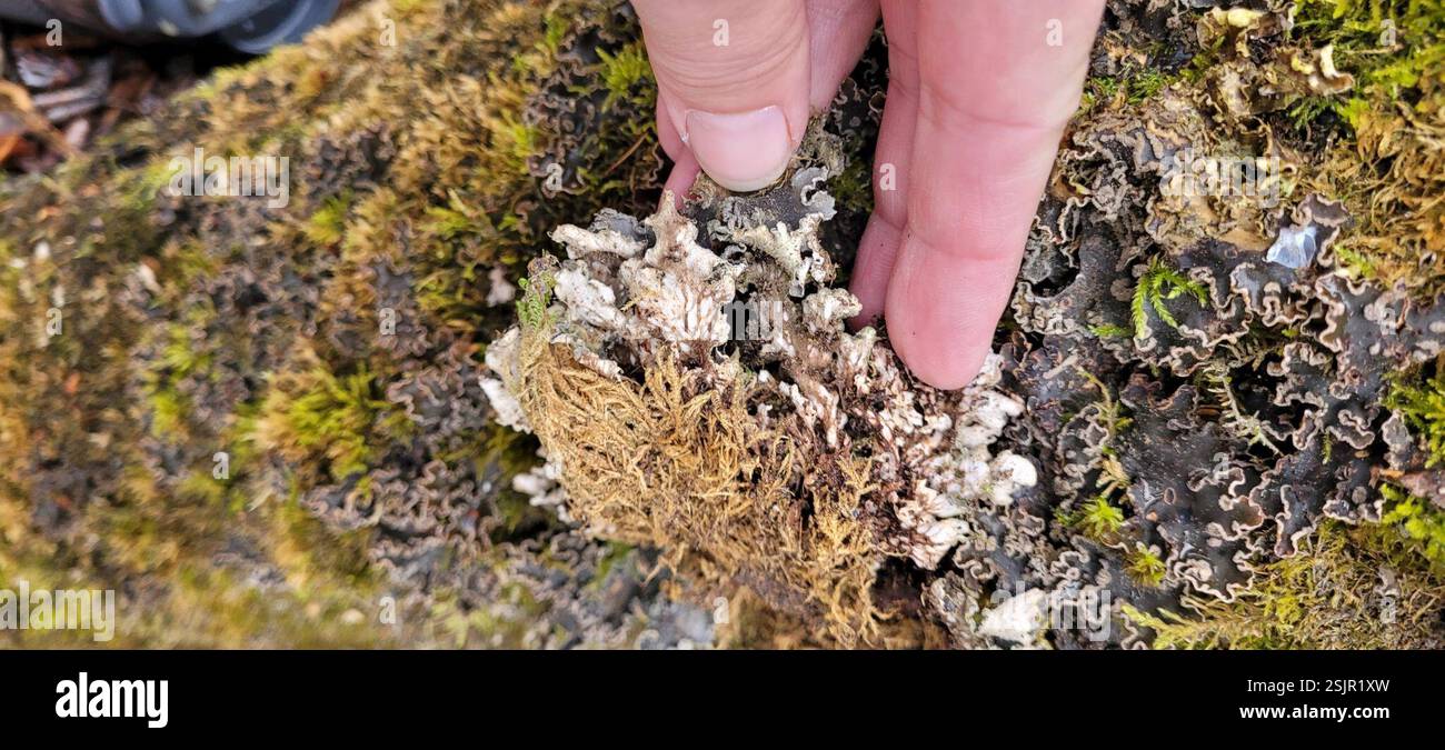 tree pelt lichen (Peltigera collina), Fungi, Nelson, BC V1L 7A9, Canada ...
