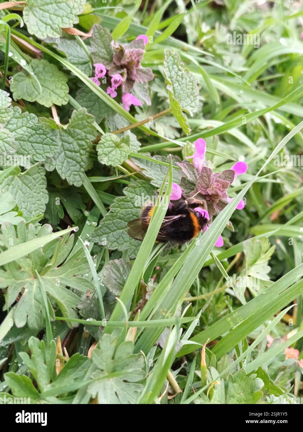 Bumble Bees (Bombus), Insecta, Cambridgeshire, UK, Thinking buff-tailed ...