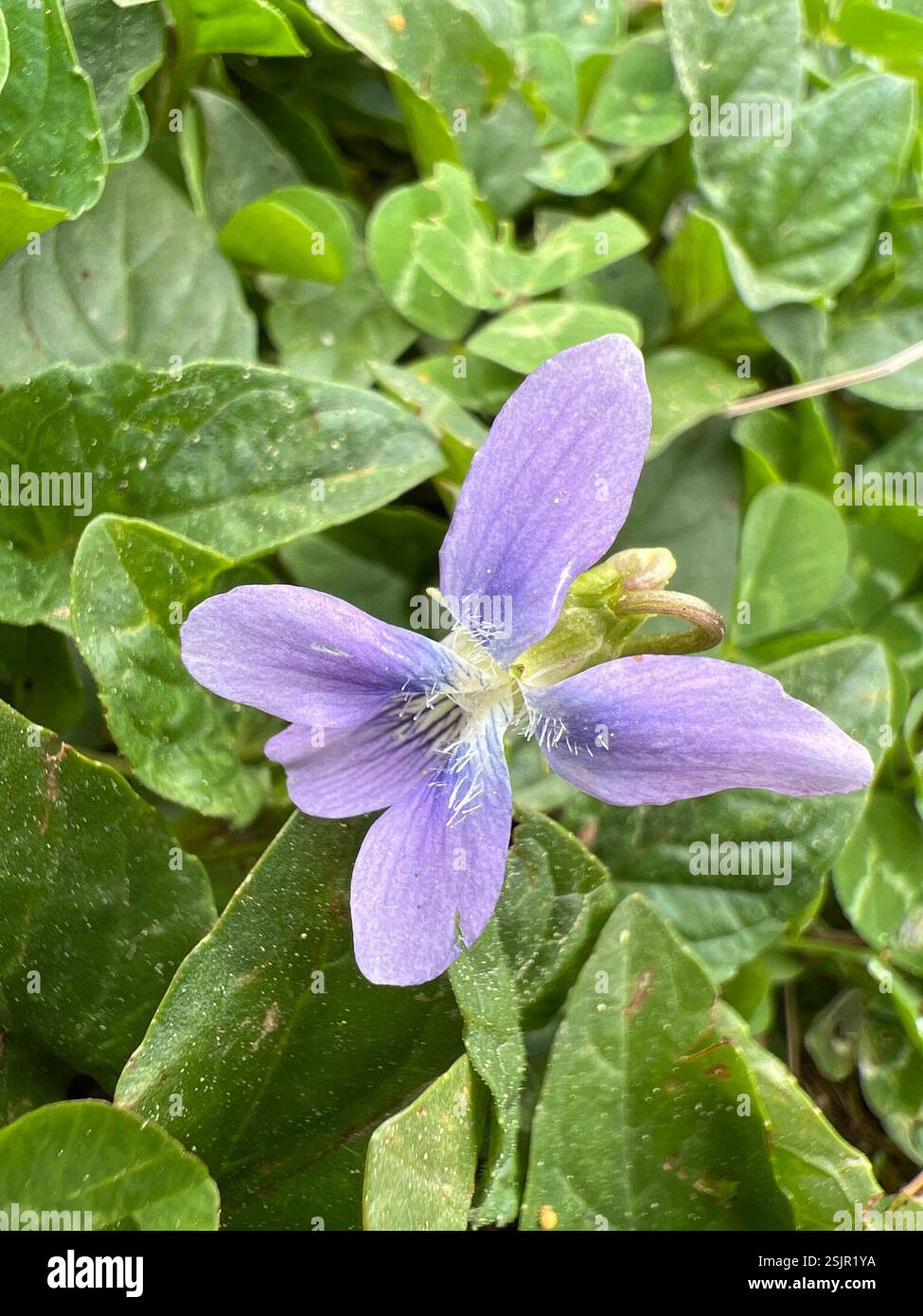 common blue violet (Viola sororia), Plantae, Noble Rd, Raleigh, NC, US ...