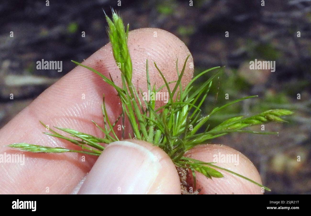 sixweeks grass (Festuca octoflora), Plantae, Los Angeles, CA, USA ...
