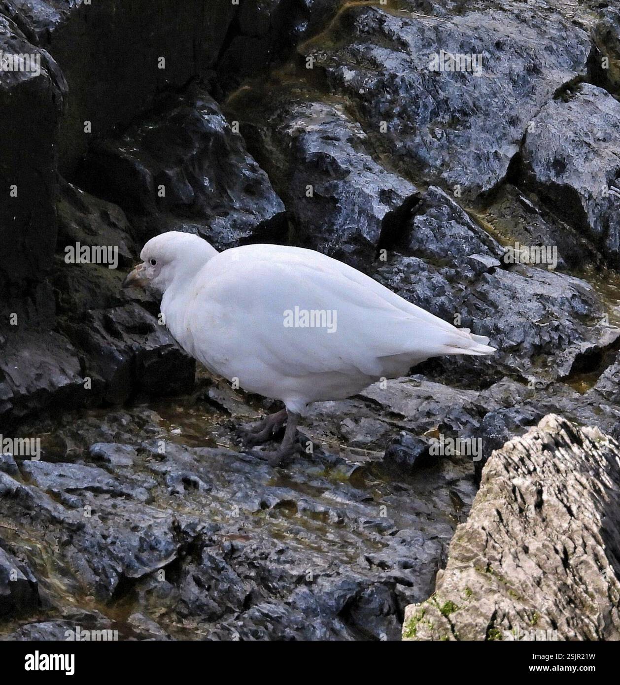 Snowy Sheathbill (Chionis albus), Aves, Ushuaia, Tierra del Fuego ...