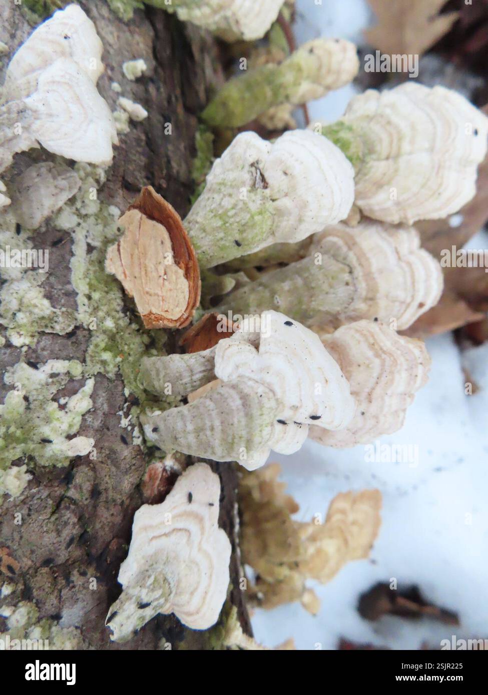 violet-toothed polypore (Trichaptum biforme), Fungi, Devil's Lake State ...