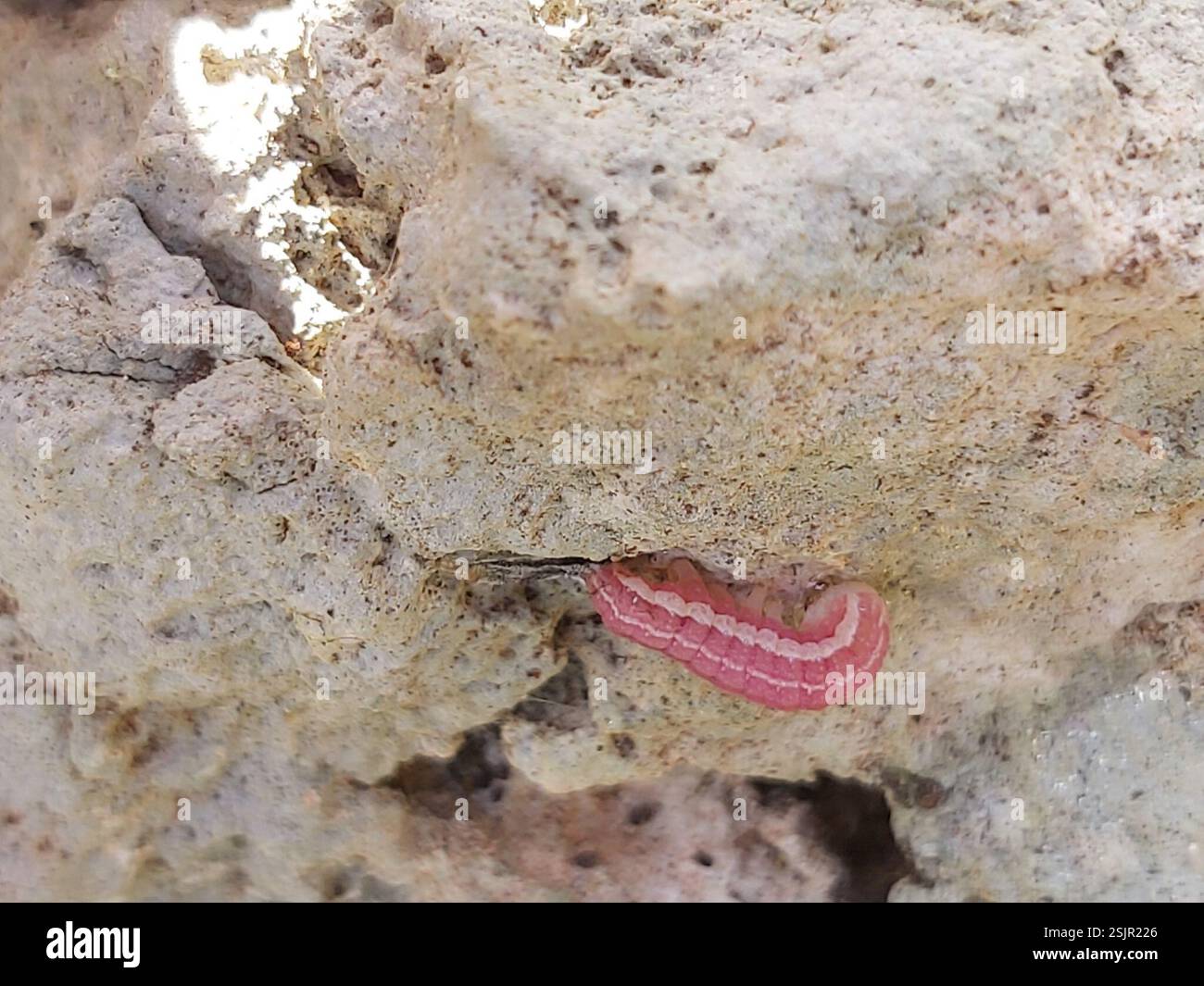 Butterflies and Moths (Lepidoptera), Insecta, W9XH+JQF, San Polo Bėjus ...