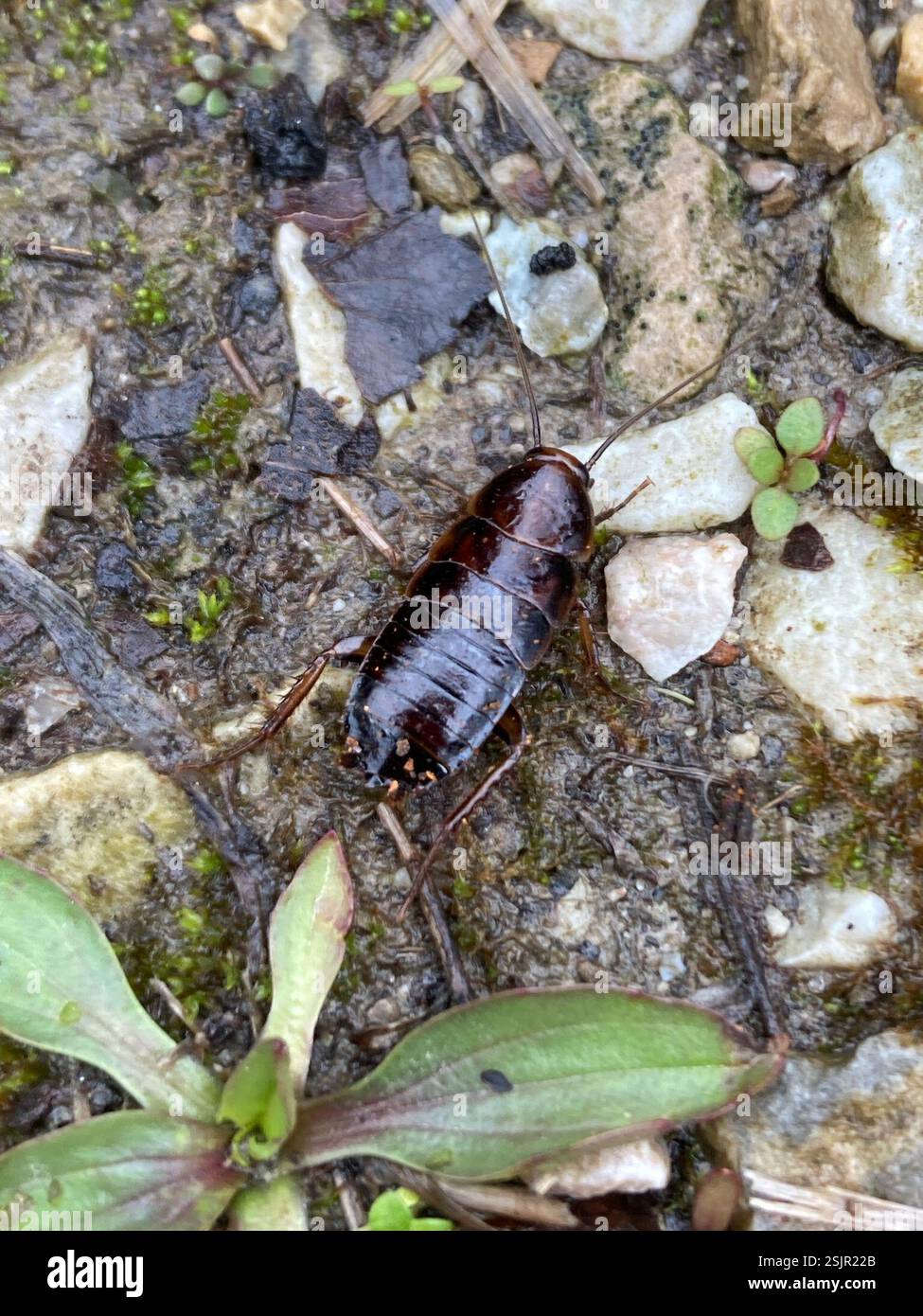 North American Wood Cockroaches (Parcoblatta), Insecta, Trafalgar, IN, US Stock Photo - Alamy