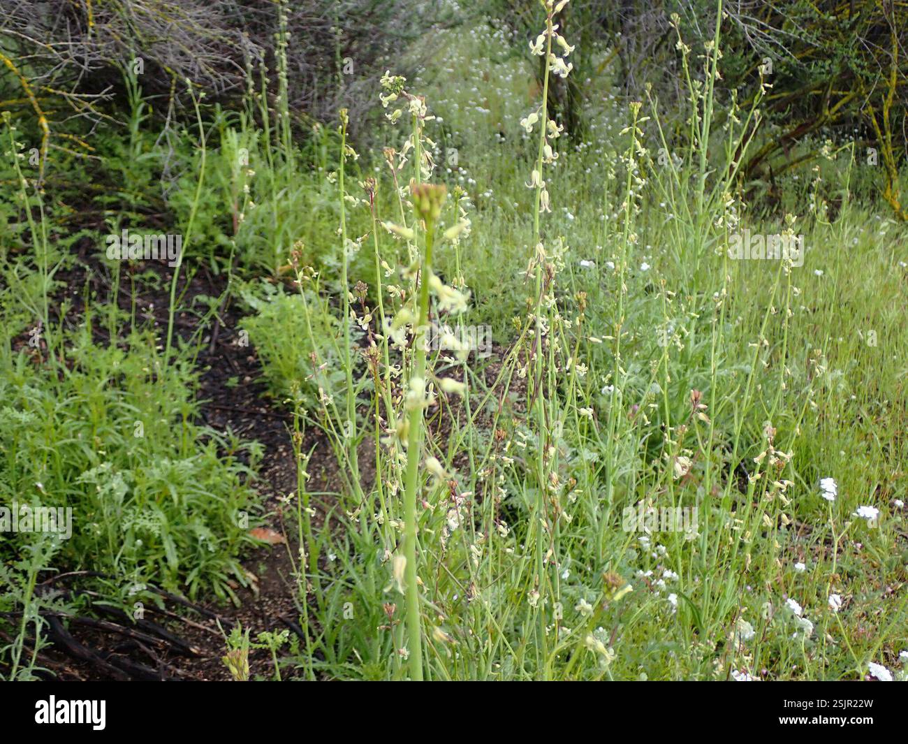 San Diego Wild Cabbage (Caulanthus heterophyllus), Plantae, Wildomar ...