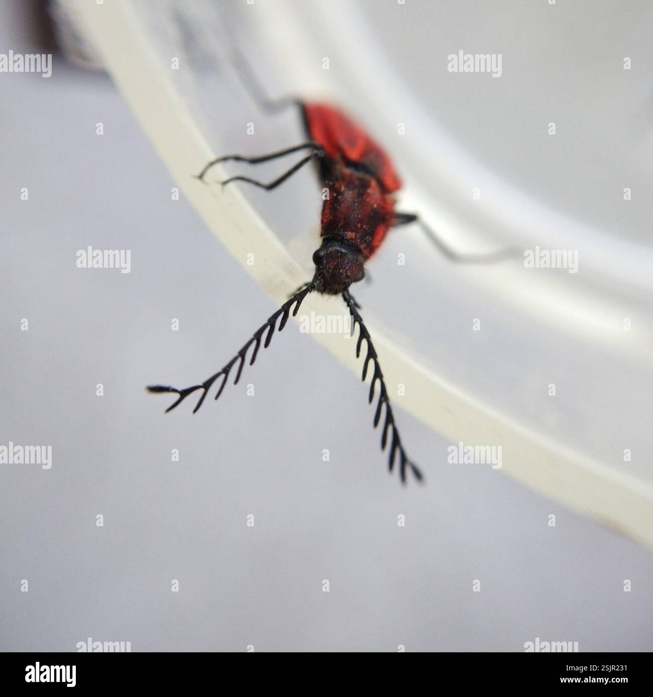 (Anostirus purpureus), Insecta, Kosanin dol, Pancharevo, Bulgaria Stock ...