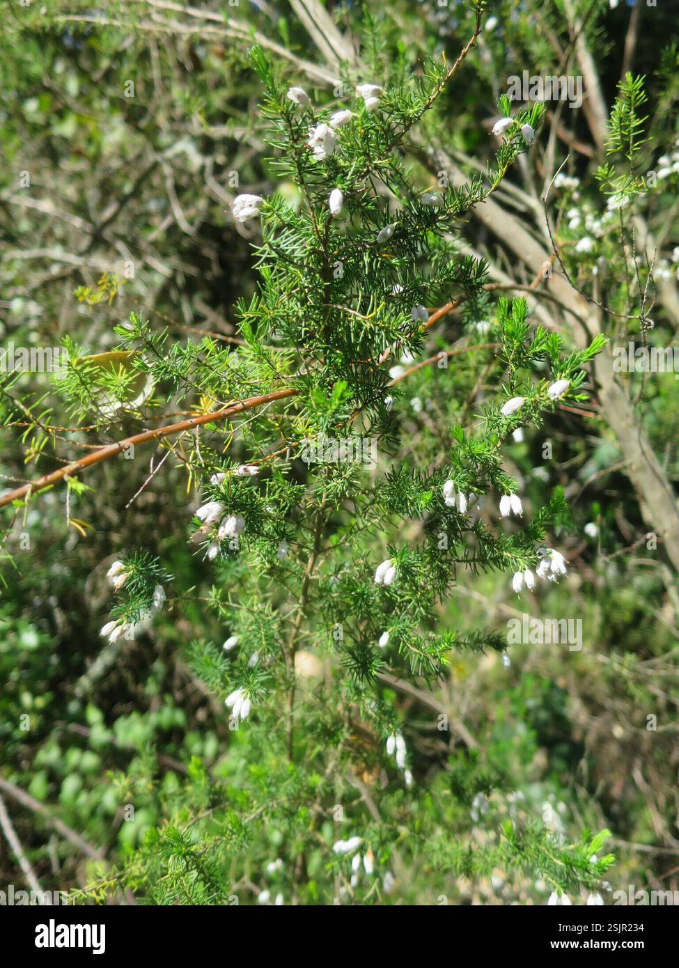 Portuguese Heath (Erica lusitanica), Plantae, Grândola, Portugal Stock ...