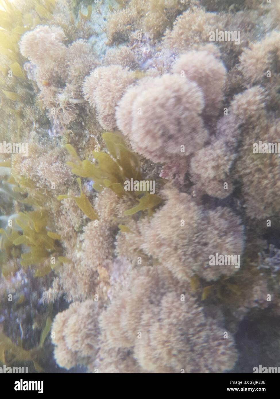 Red Coralline Algae (Jania), Plantae, Vendome, Marsaskala, Malta Stock ...