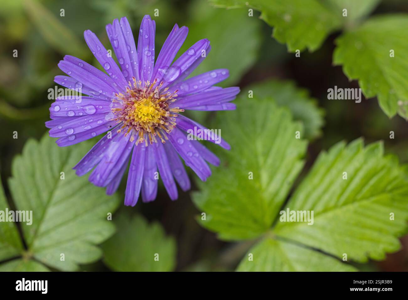 Aster close up hi-res stock photography and images - Alamy