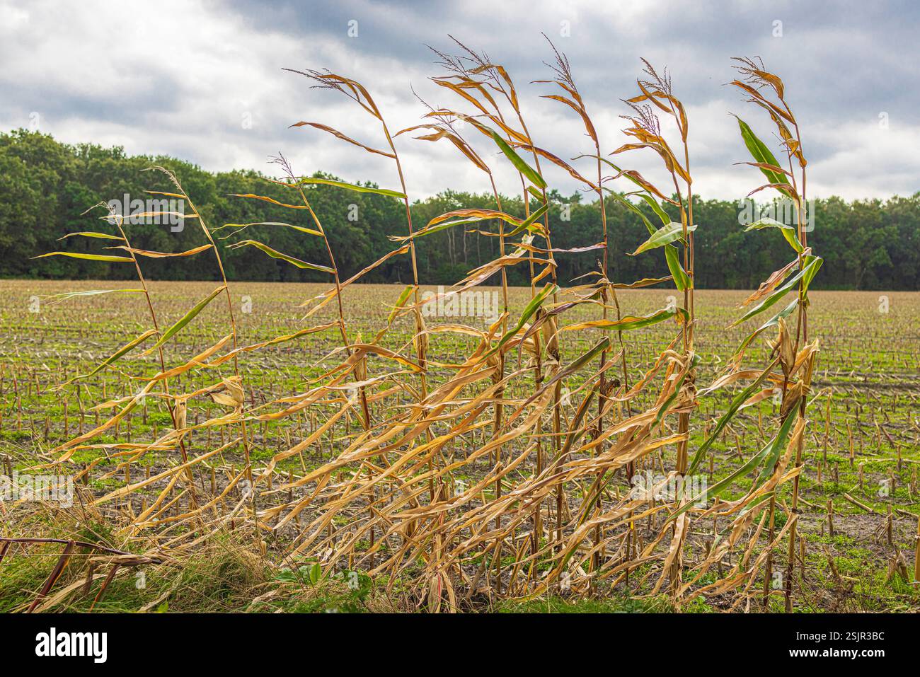 The remains of a maize field after the harvest Stock Photo - Alamy