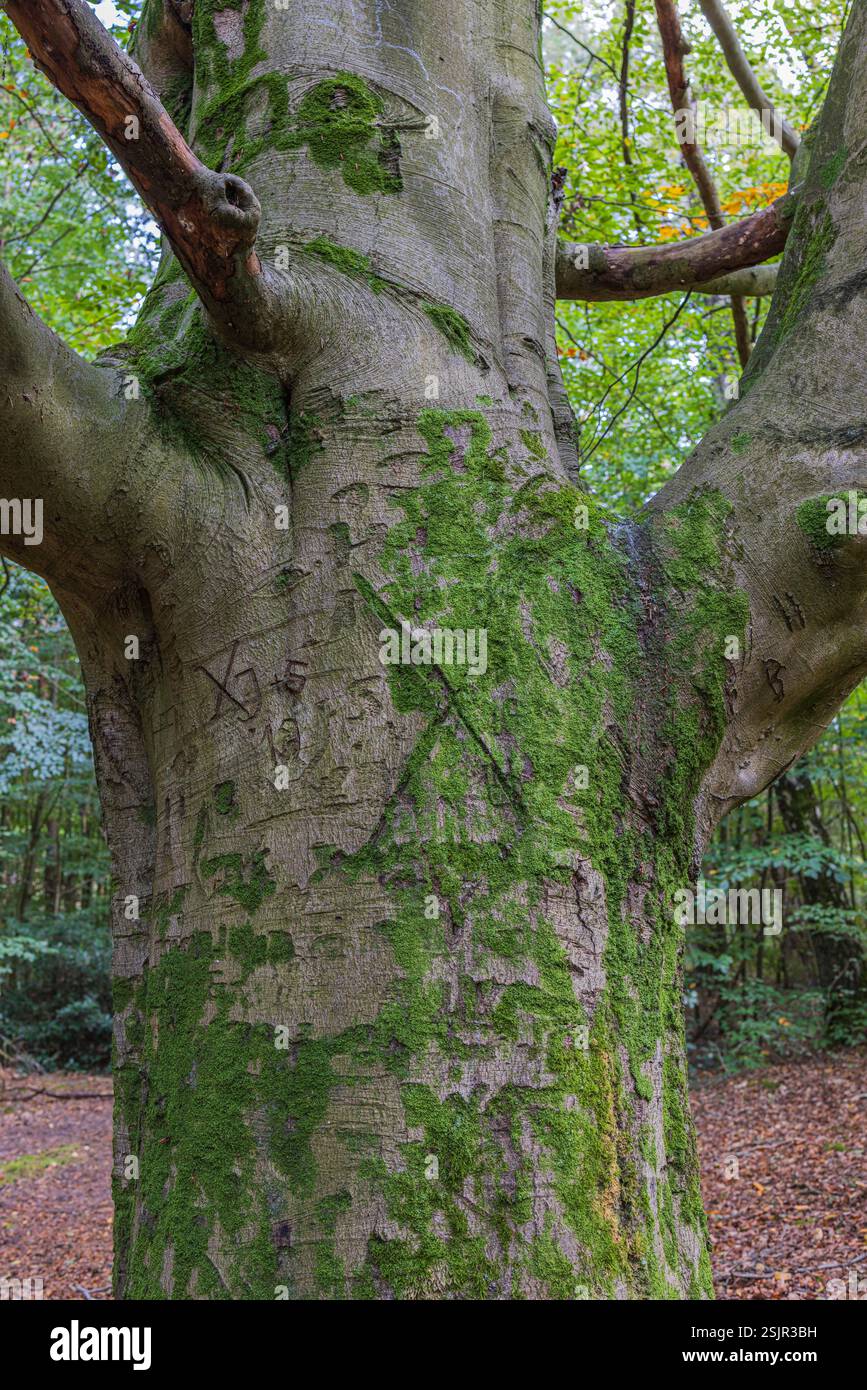 Tree trunk, background image Stock Photo - Alamy