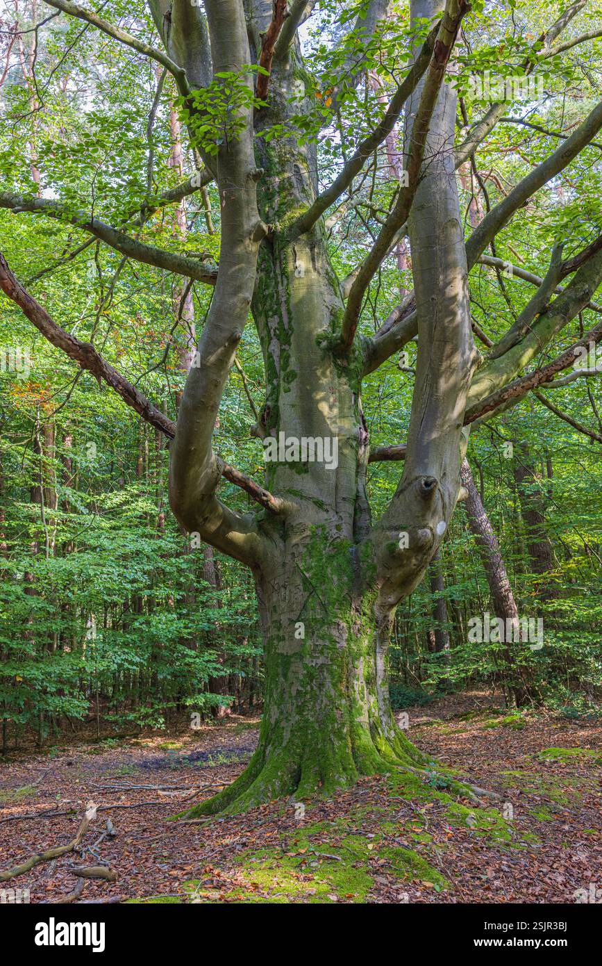 Tree trunk, background image Stock Photo - Alamy