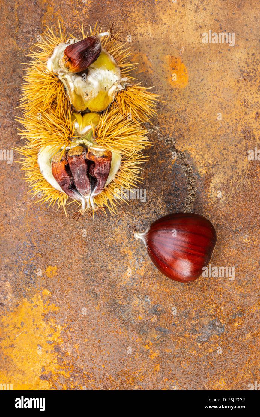 Sweet chestnut in a prickly fruit shell on a rusty background Stock ...